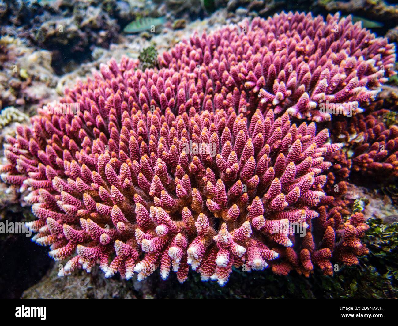 Acropora coral hi-res stock photography and images - Alamy