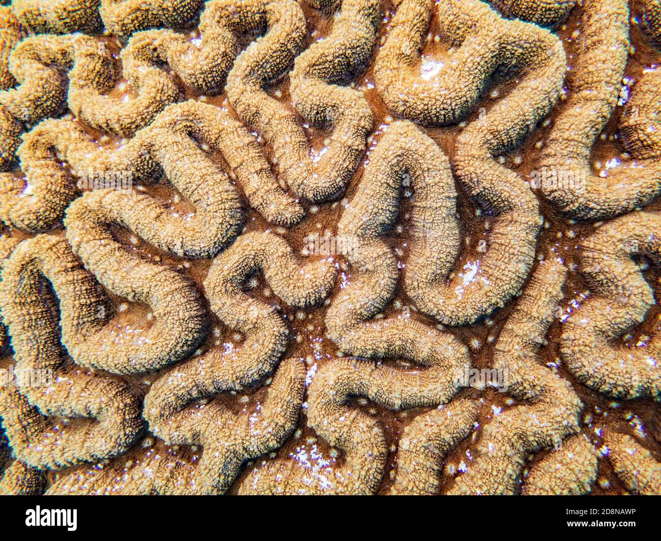 Symphyllia hi-res stock photography and images - Alamy