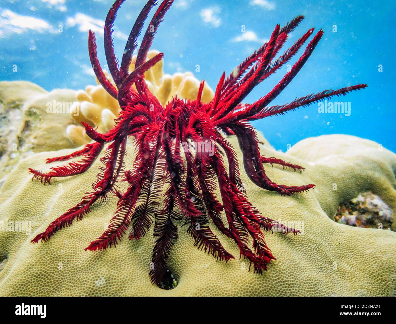 Feather black coral hi-res stock photography and images - Alamy