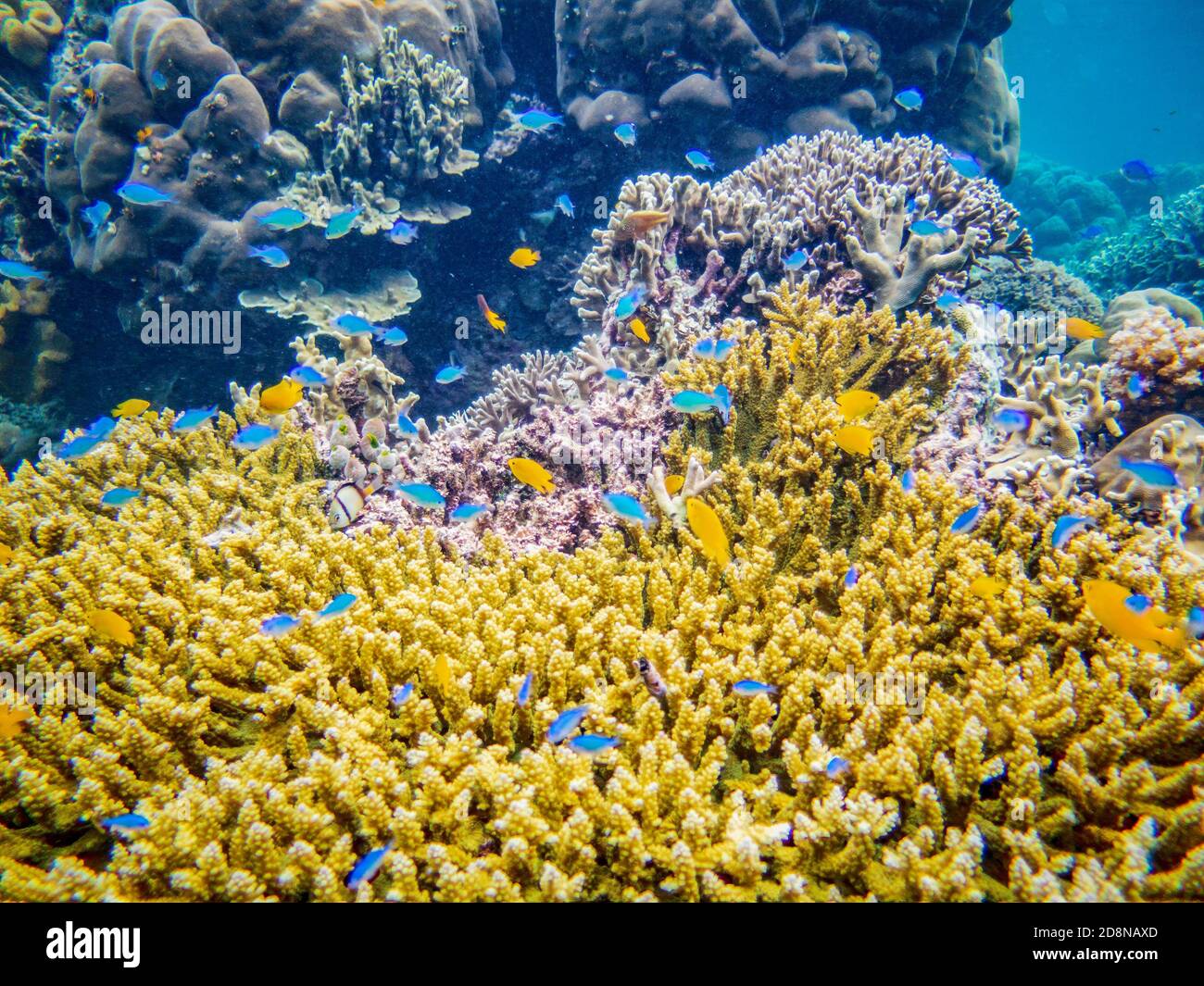 Blue damsel hi-res stock photography and images - Alamy