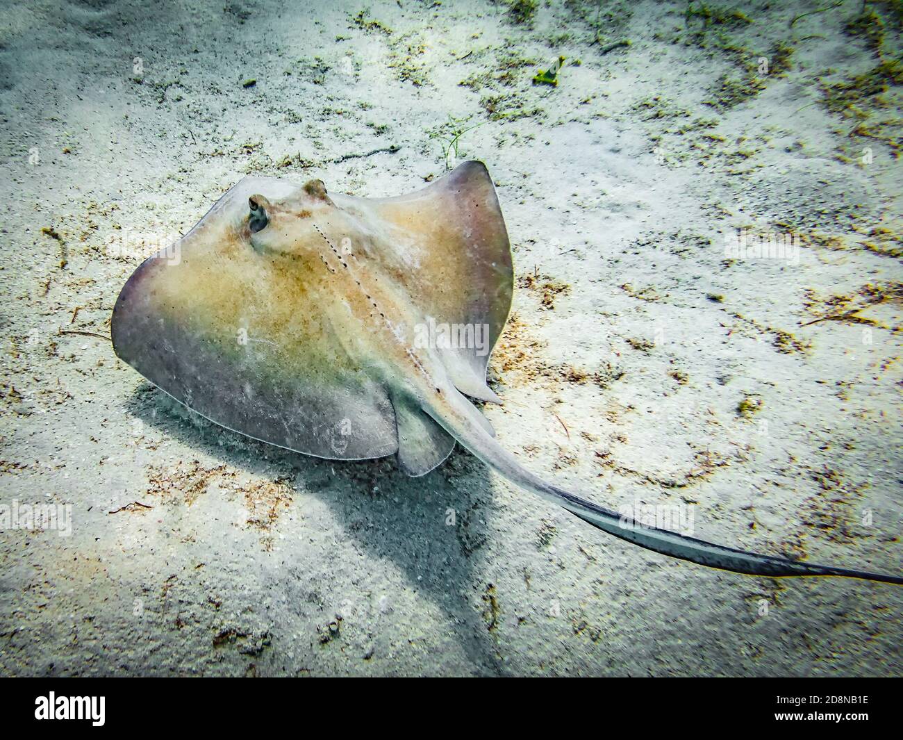 Stingray fish hi-res stock photography and images - Alamy