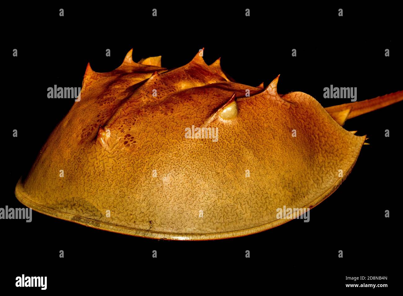Horseshoe crab hi-res stock photography and images - Alamy