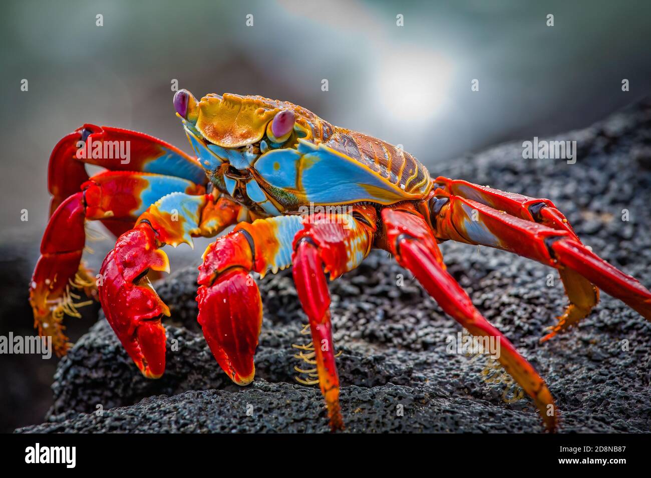 Sally lightfoot crab Stock Photo - Alamy