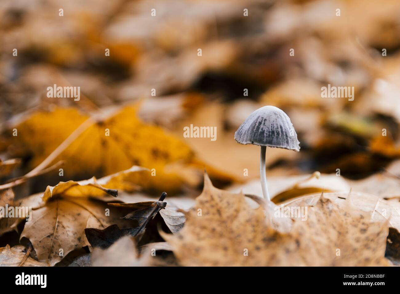 Autumn maple leaves mushroom hi-res stock photography and images - Alamy
