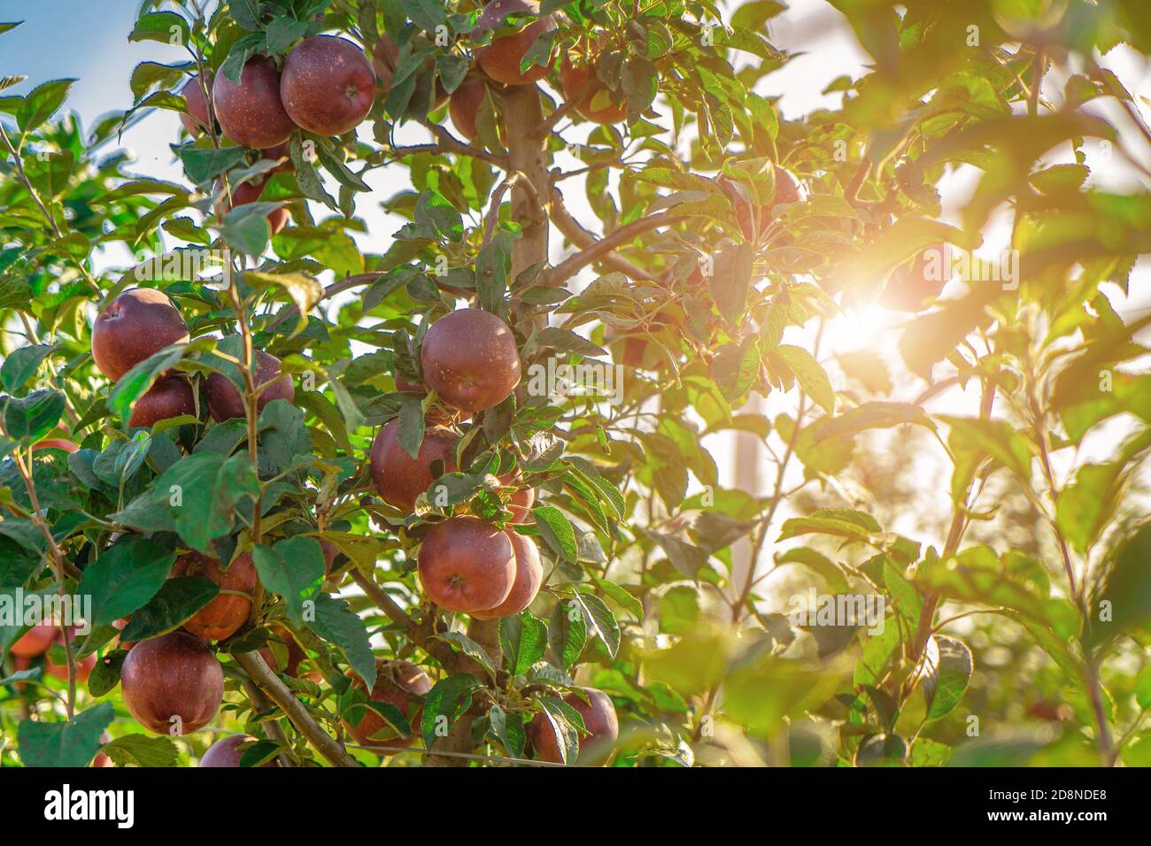 Apple tree orchard juice production industry, autumn harvest plants ...