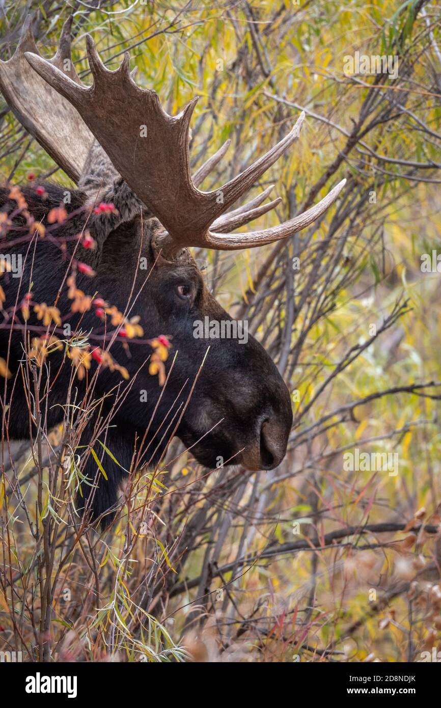 Large bull elk in the woods in Grand Teton National Park Stock Photo ...
