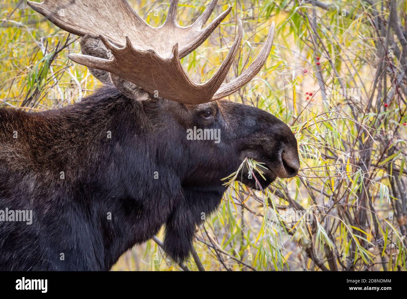Large bull elk in the woods in Grand Teton National Park Stock Photo ...