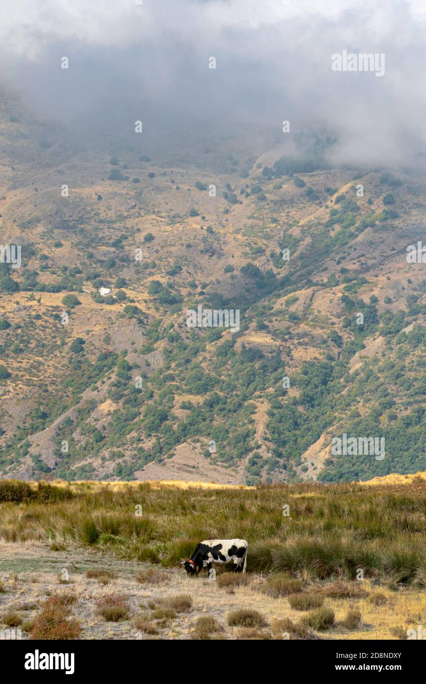 Cow grazing on the peaks of Sierra Nevada, Granada Stock Photo - Alamy