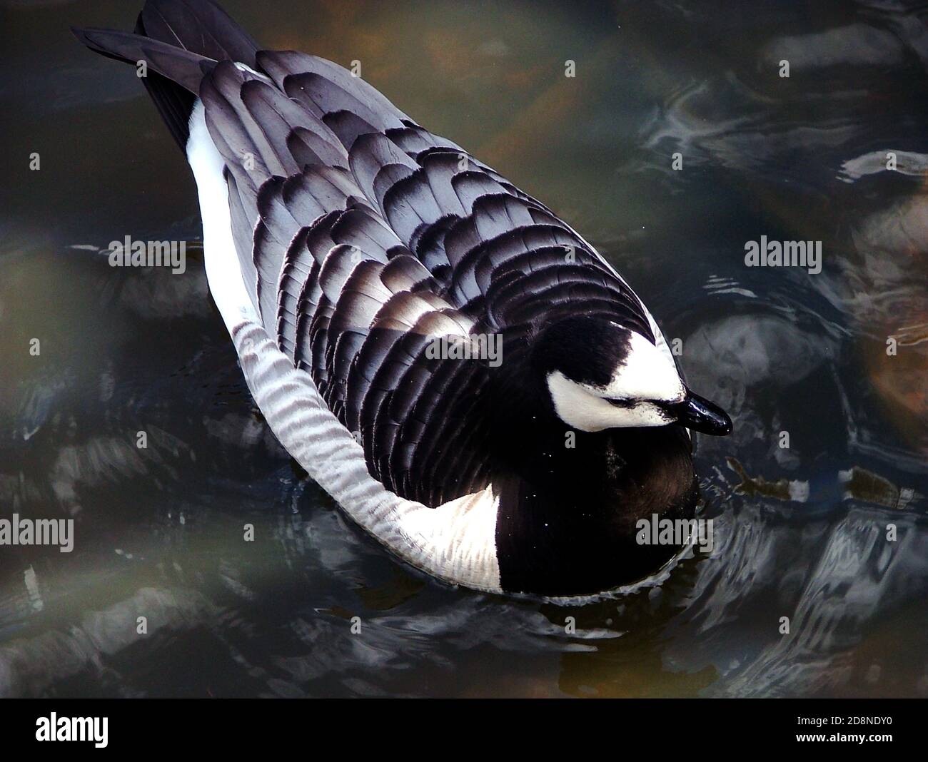 Spawned High Resolution Stock Photography and Images - Alamy