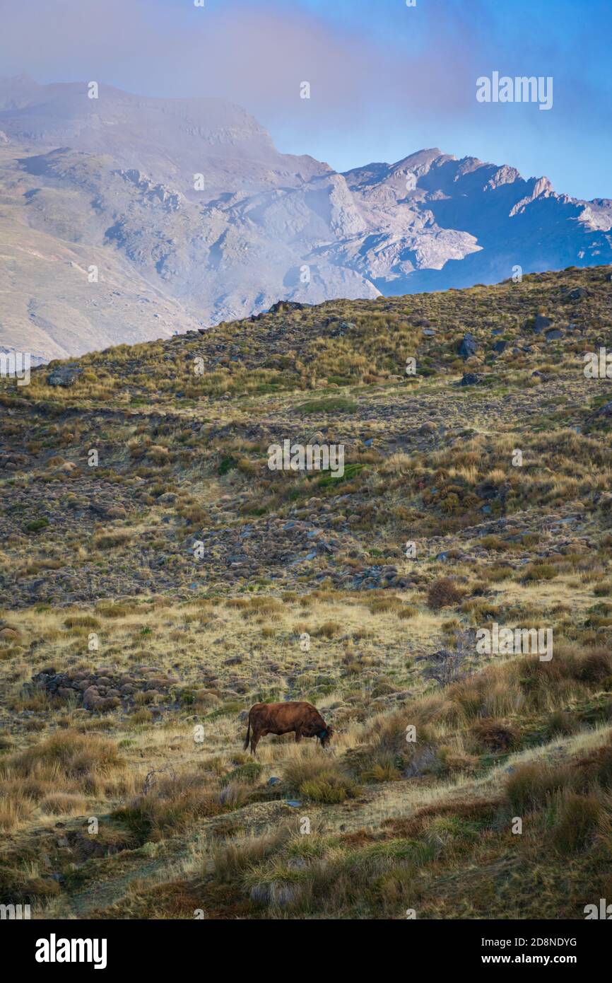 Cow grazing on the peaks of Sierra Nevada, Granada Stock Photo - Alamy