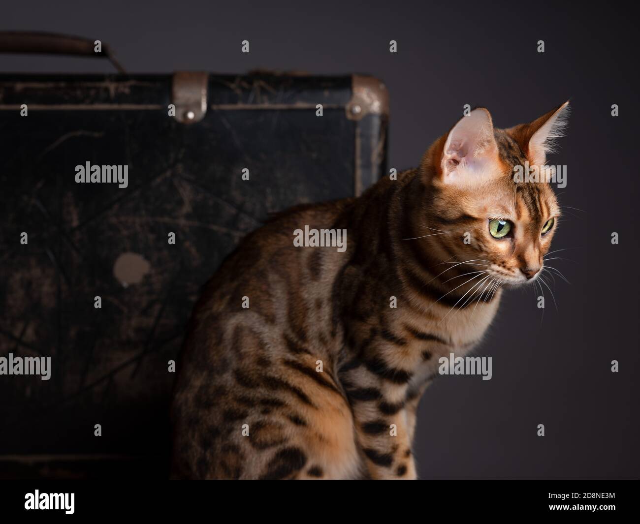 Bengalese cat hi-res stock photography and images - Alamy