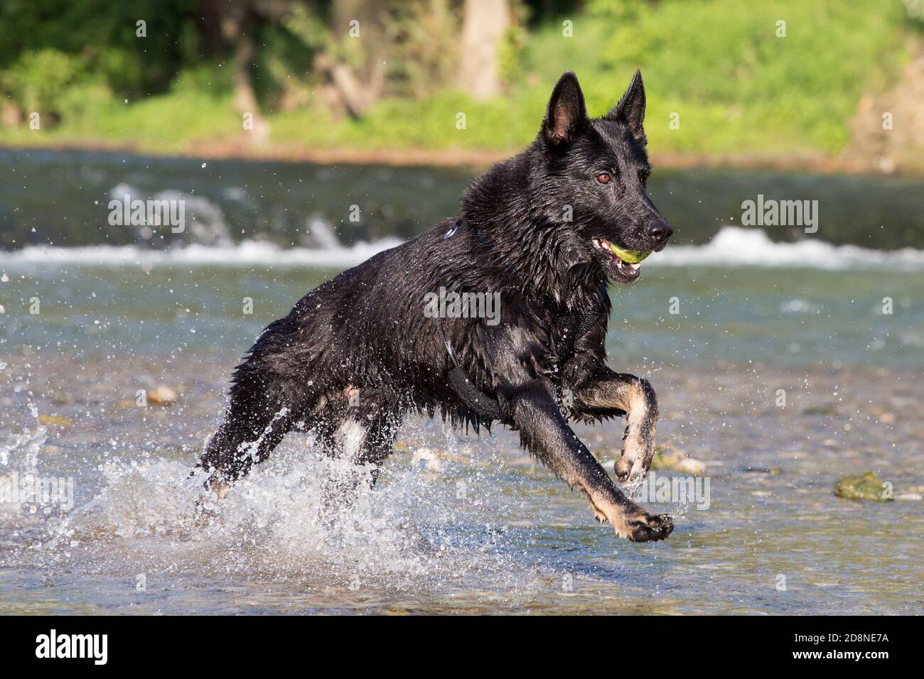 Black German Shepherd retrieving object from water, Italy Stock Photo ...