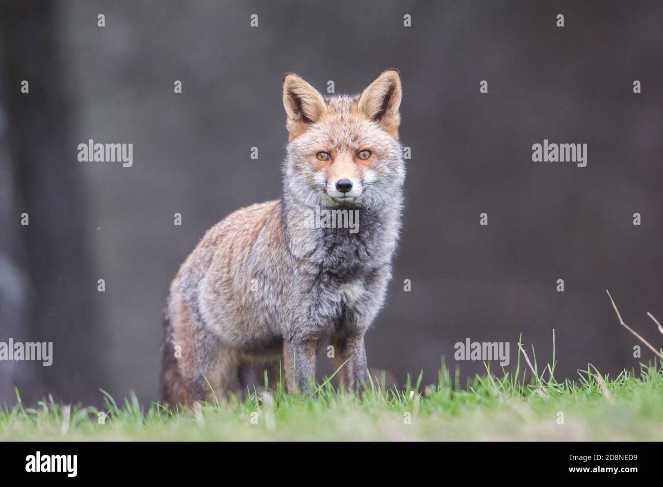 Red fox looking image hi-res stock photography and images - Alamy