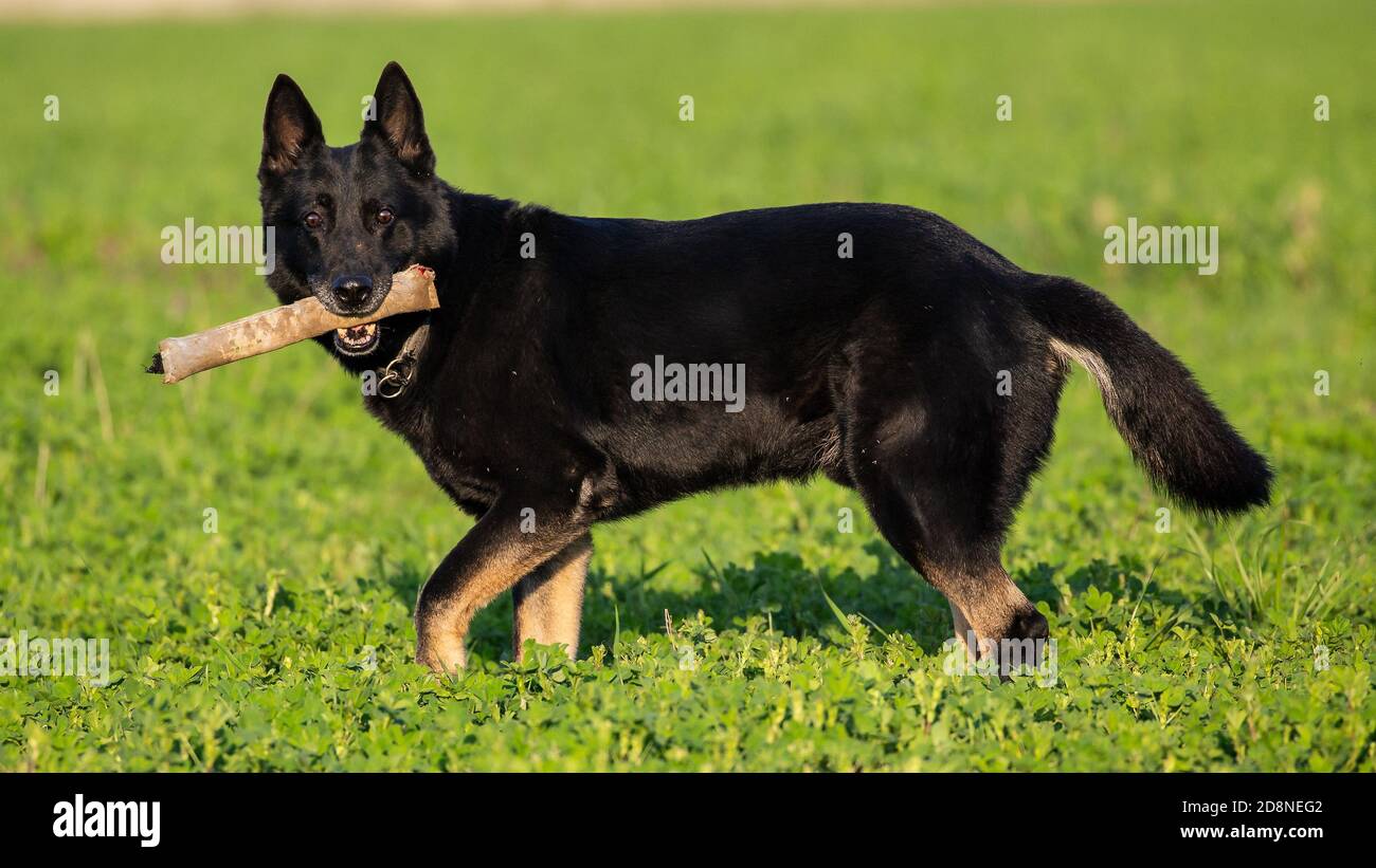 Trained black german shepherd retrieving object in a green field, Italy ...