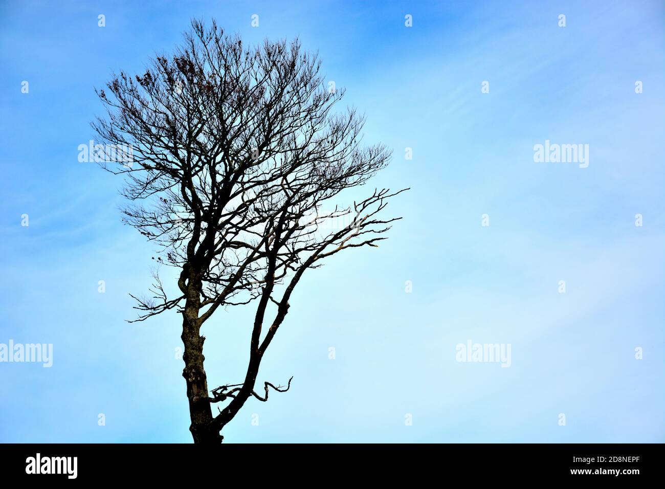 A sad dead tree with blue background Stock Photo - Alamy