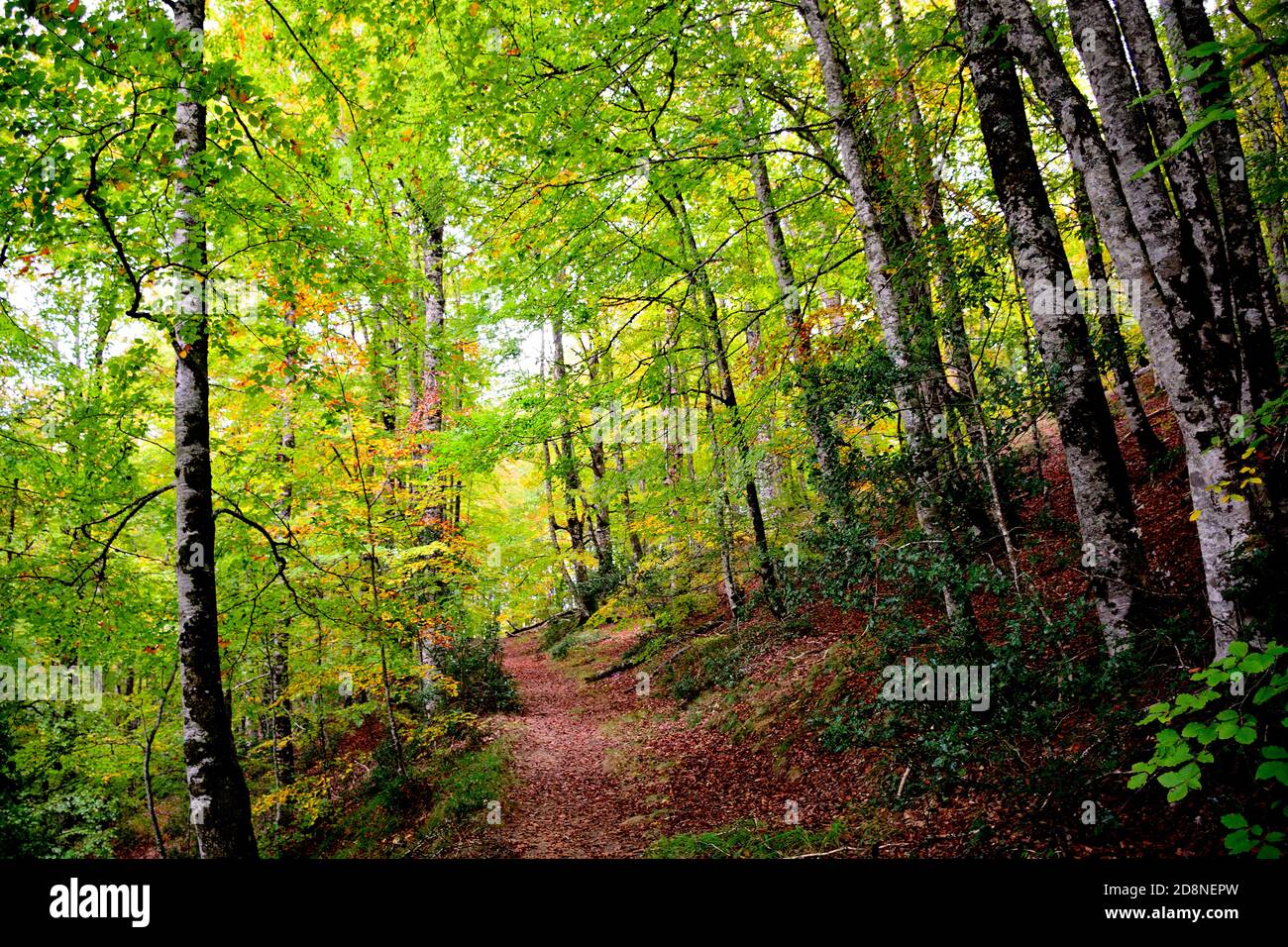 Beautiful lush forest hi-res stock photography and images - Alamy