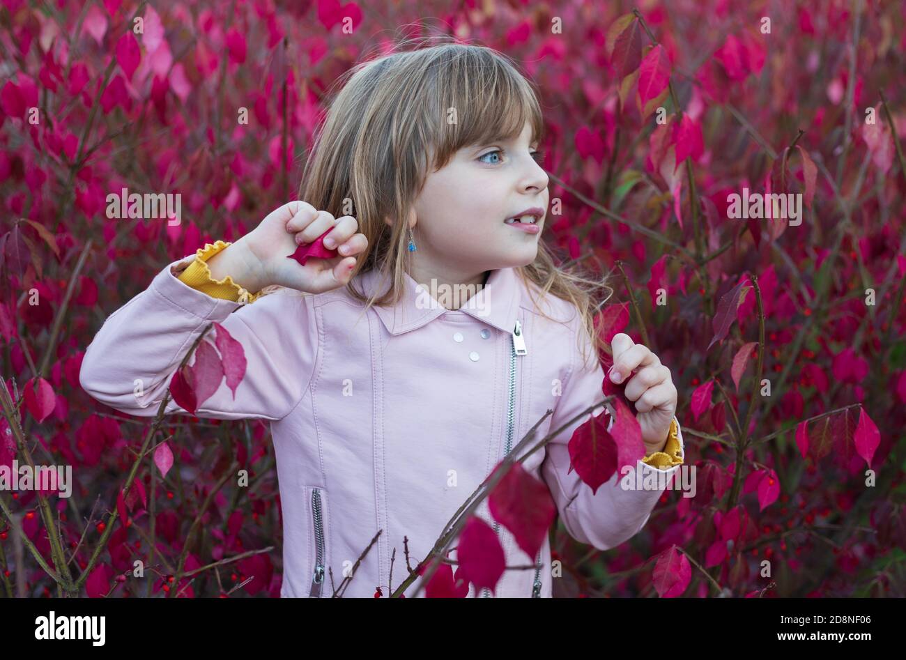 A 7-year-old school girl plays with the autumn bright pink leaves of a ...