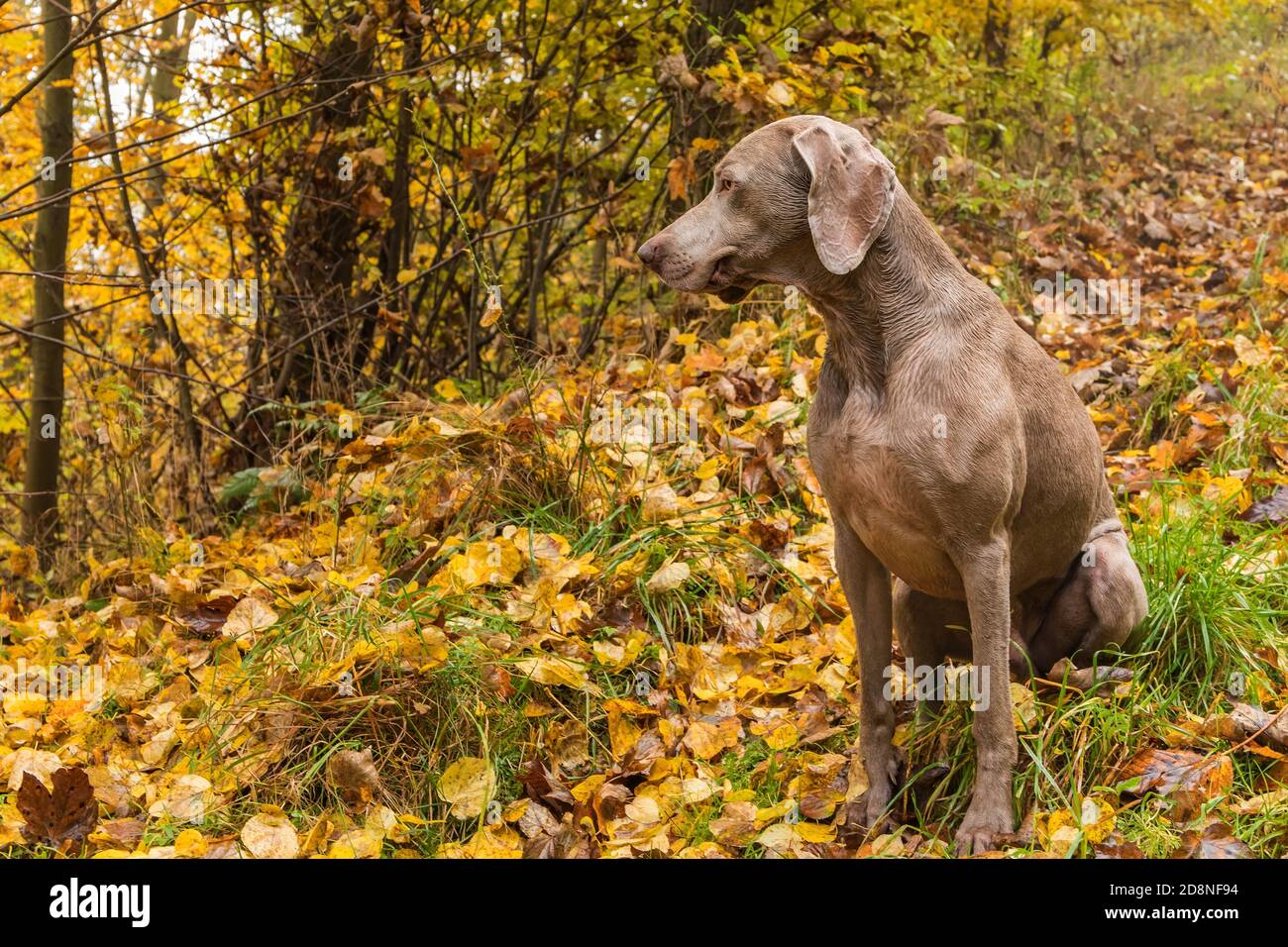 Wet Weimaraner in the autumn forest. Hunting dog on the hunt. Gray dog ...