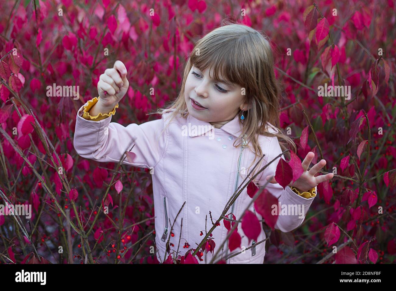 A 7-year-old school girl plays with the autumn bright pink leaves of a ...