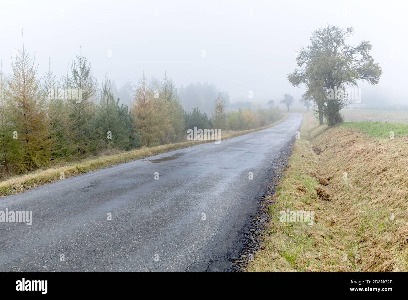 Wet rural asphalt road. Fog on the road. Dangerous weather. Dangerous ...