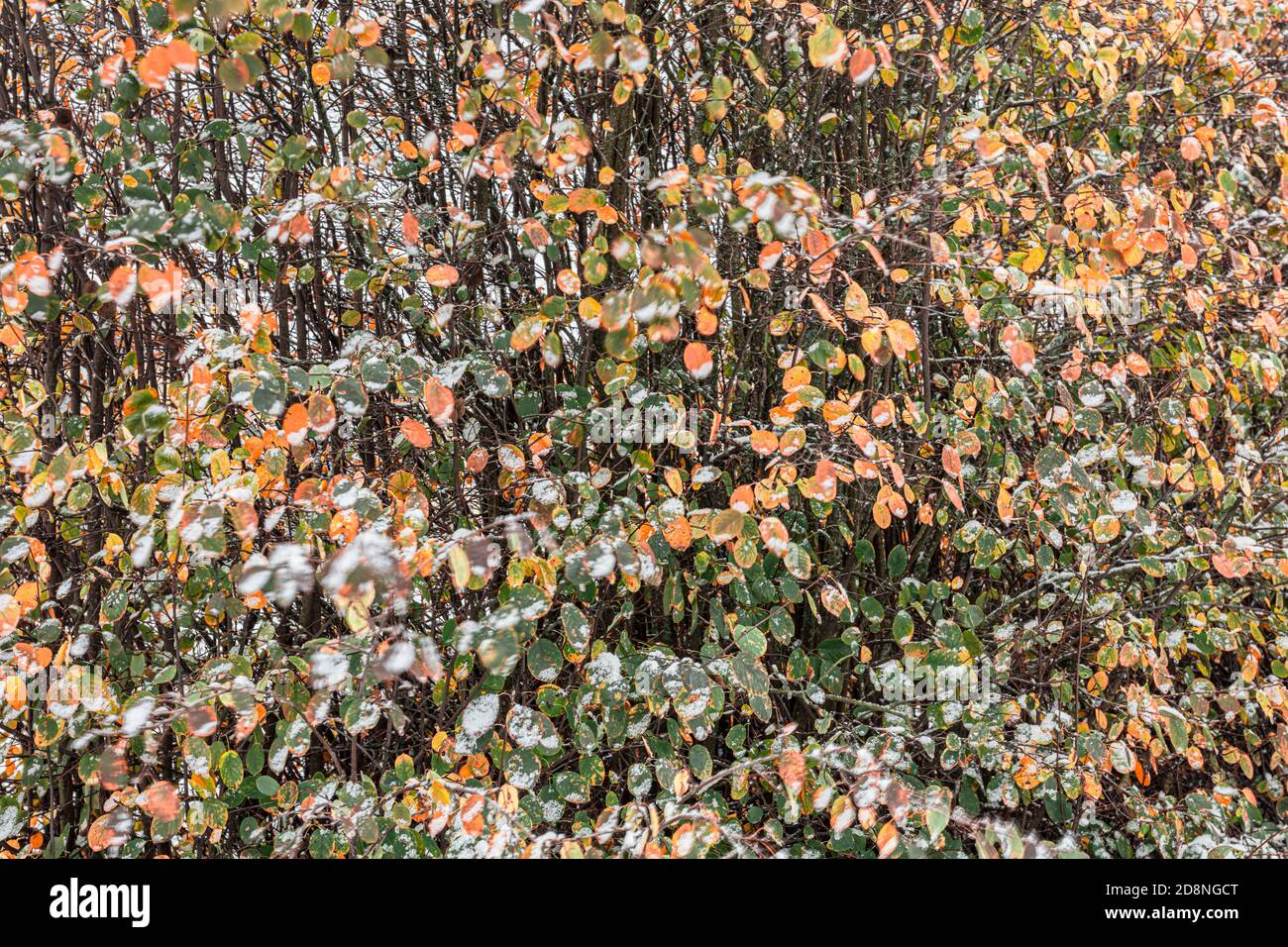 Autumn leaves under snow on trees, close-up, natural background. High ...
