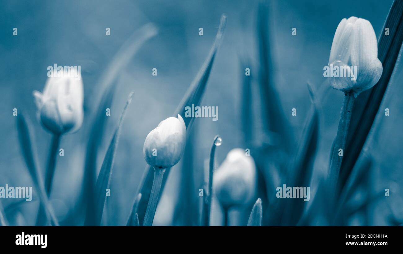 Blurred marsh marigold flowers grow in a spring field. Macro photo ...