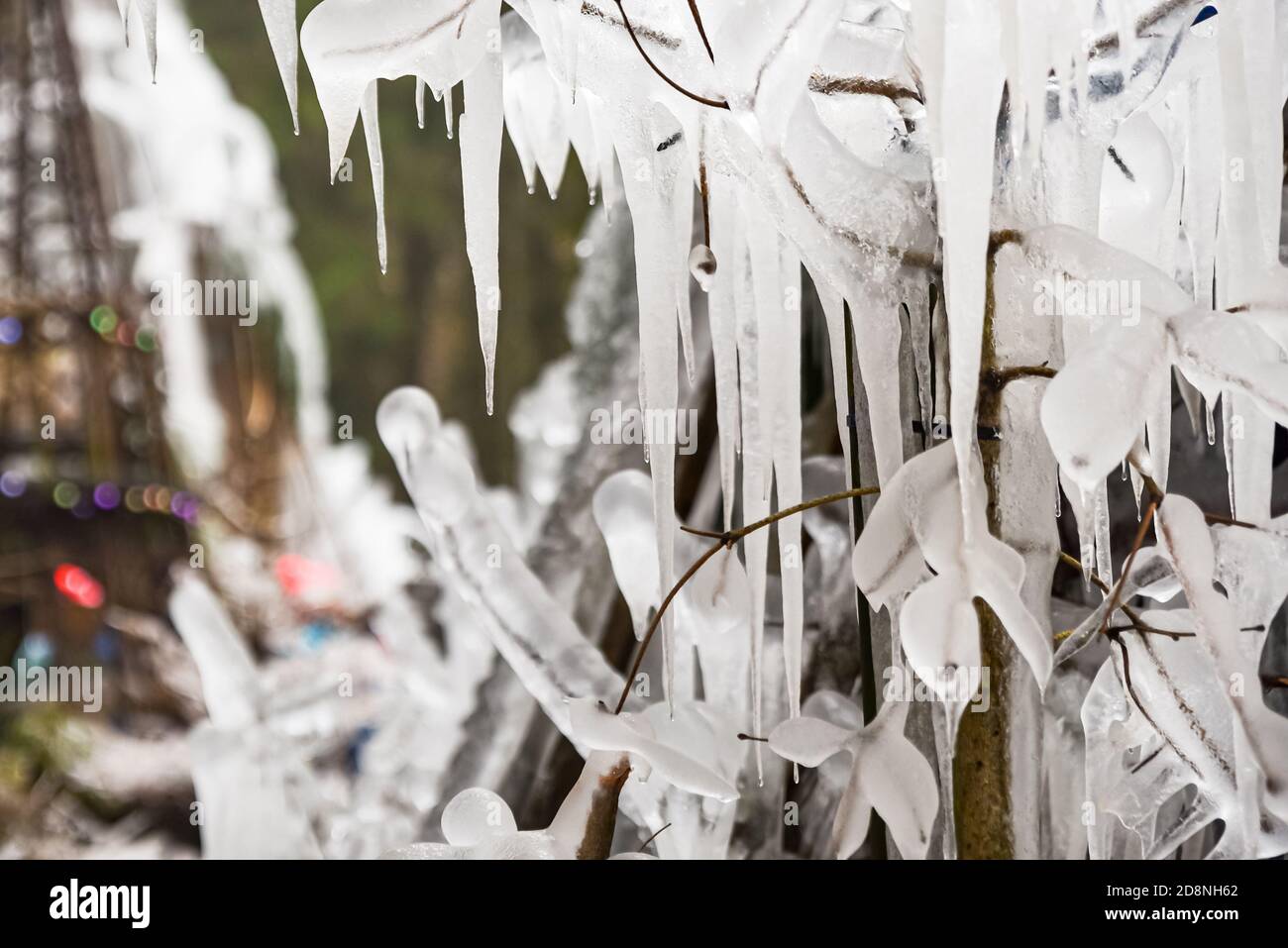 Ice covered tree branch in winter in nature Stock Photo - Alamy