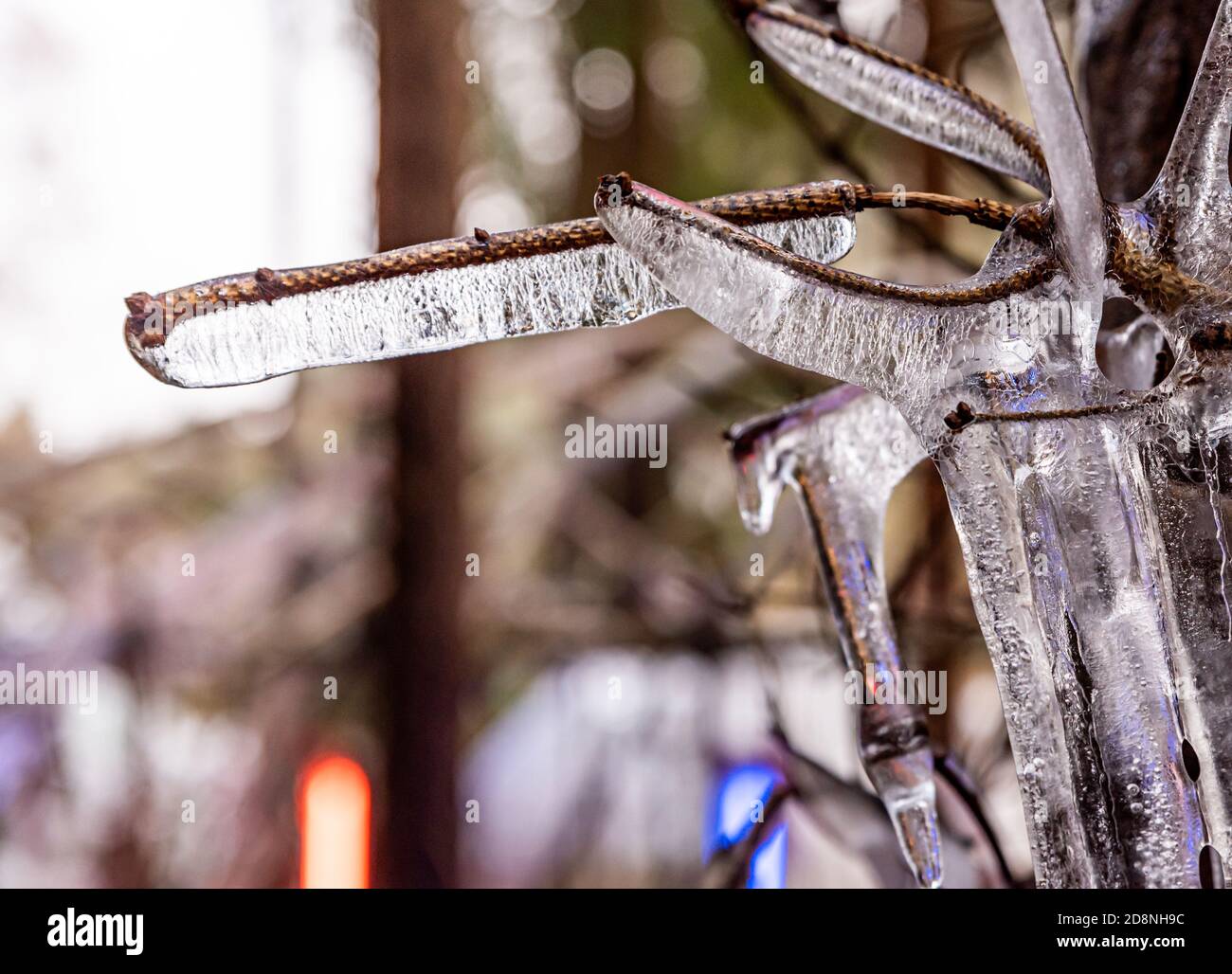 Beautiful frozen tree branch dead hi-res stock photography and images ...
