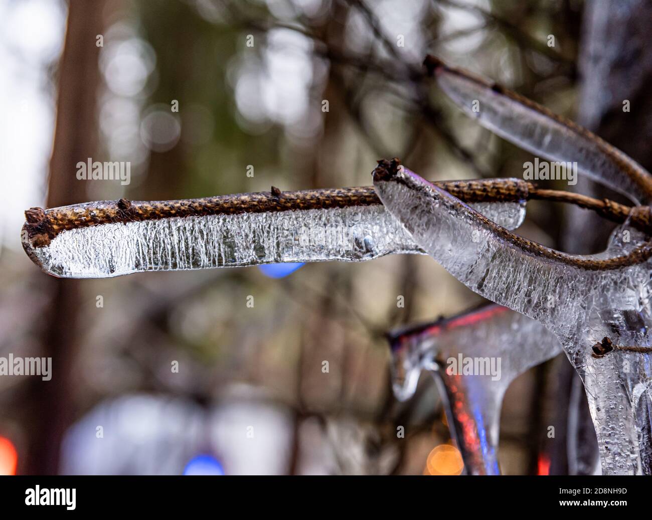 Beautiful frozen tree branch dead hi-res stock photography and images ...