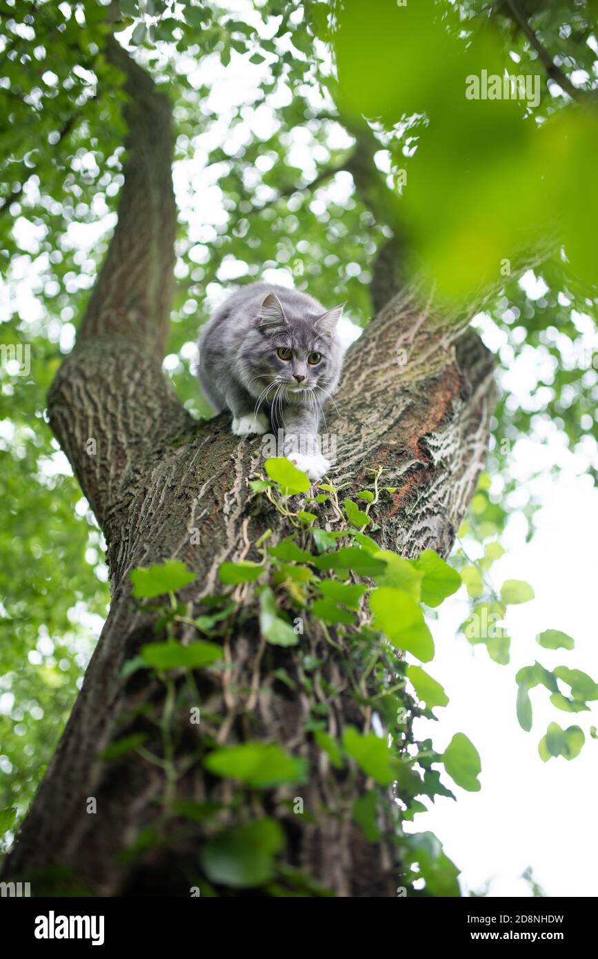 young blue tabby maine coon cat with white paws climbing down a tall ...