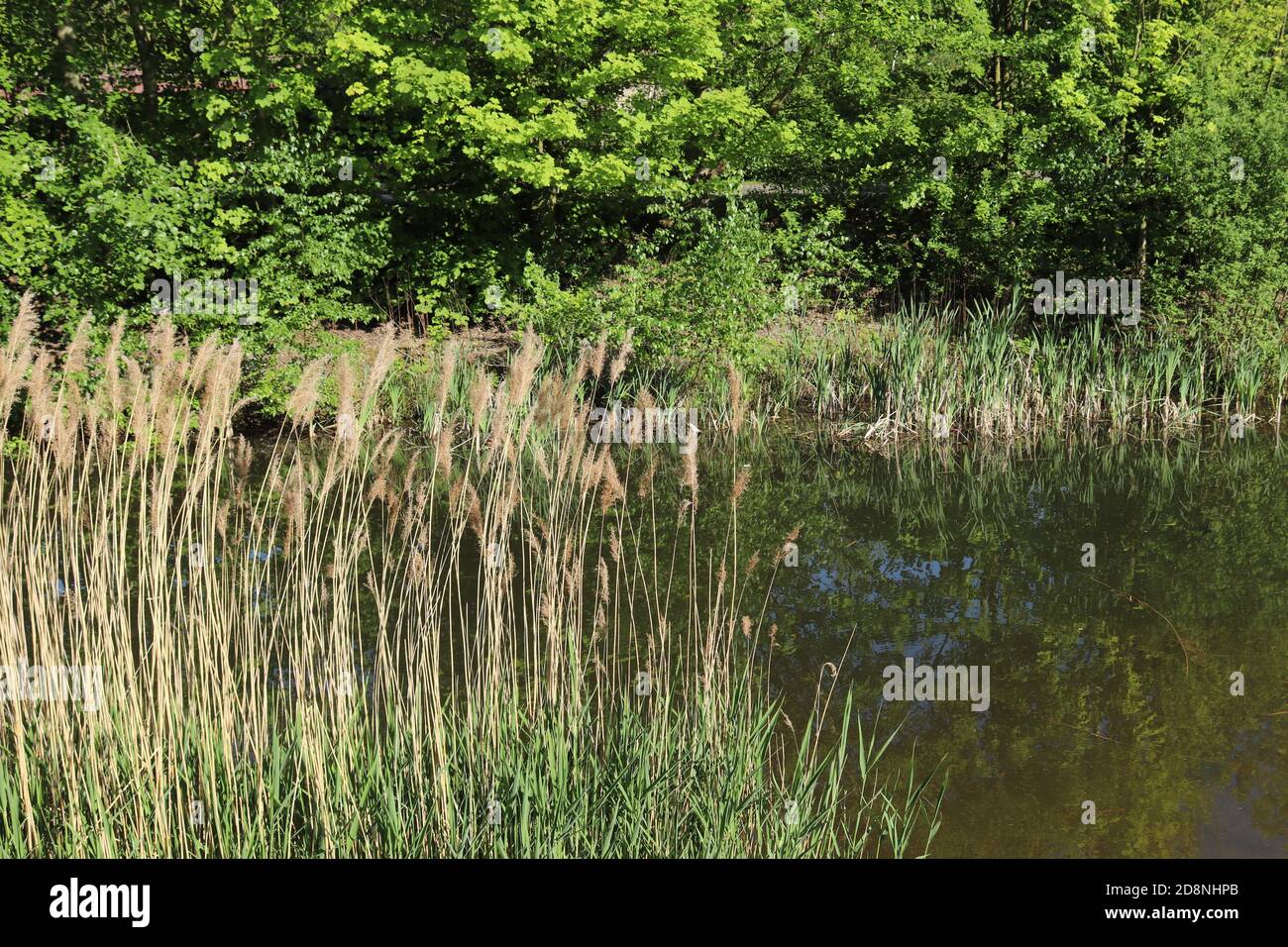 Reed creek hi-res stock photography and images - Alamy