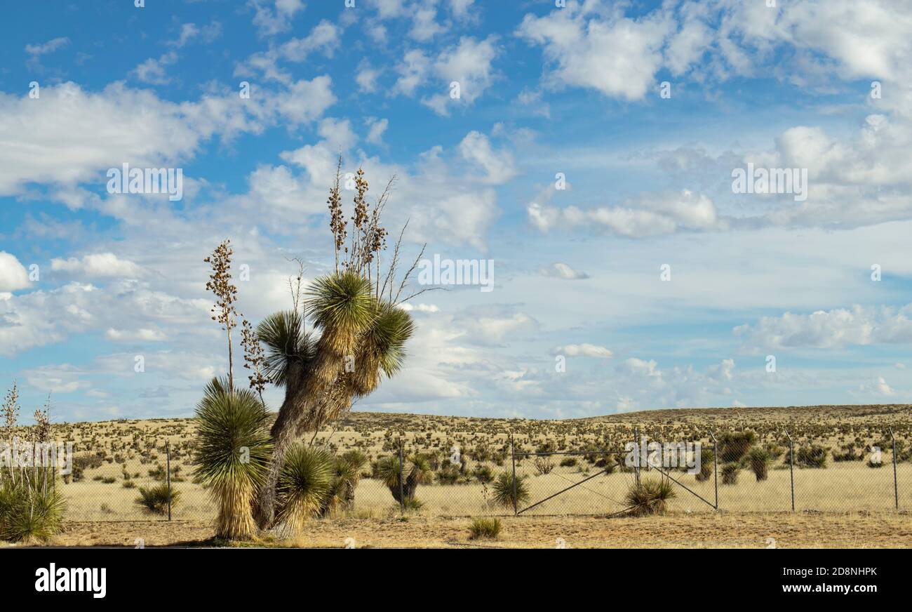 Very tall Tall Soaptree Yucca plant growing next to the road in New ...