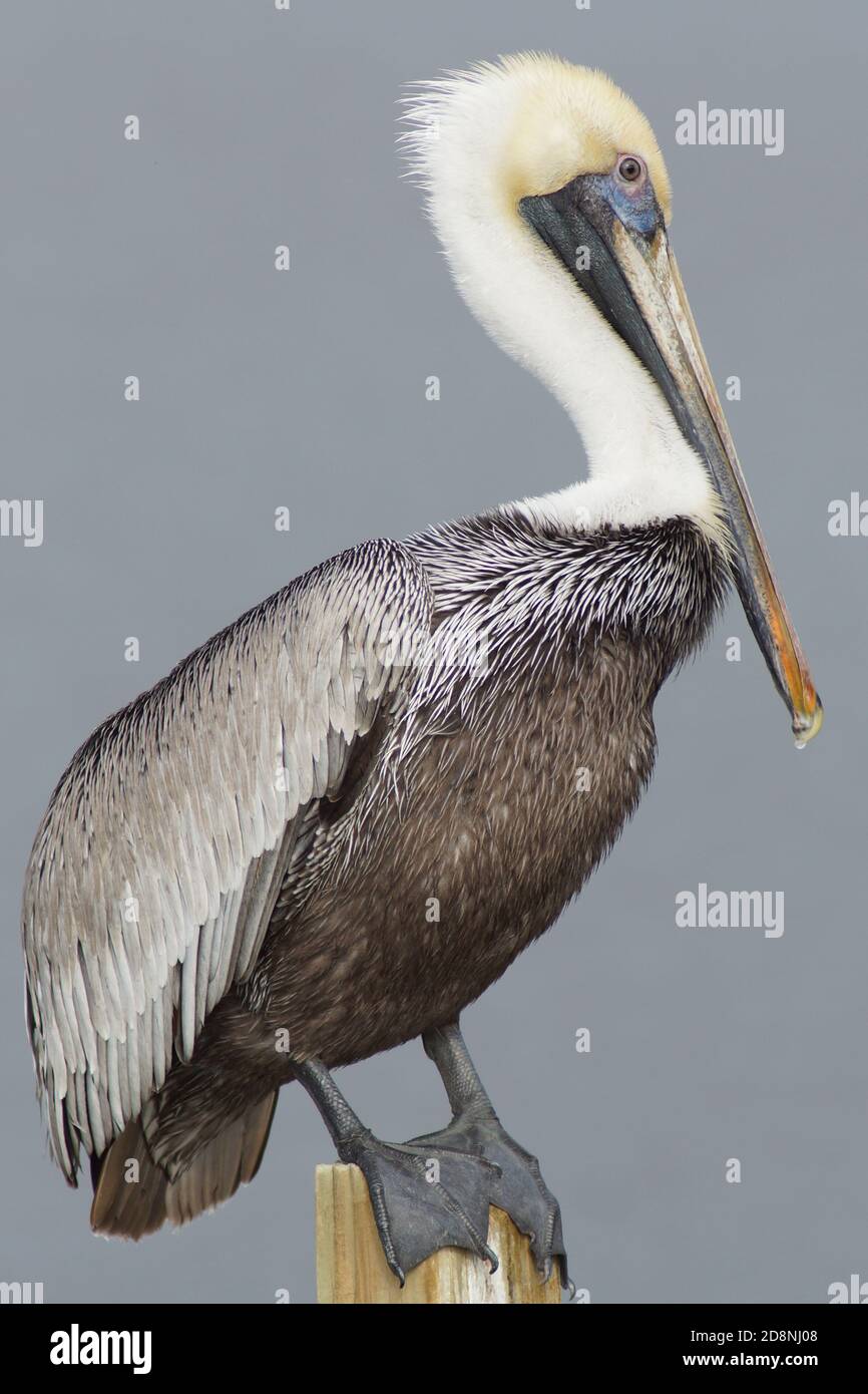 Perched pelican hi-res stock photography and images - Alamy