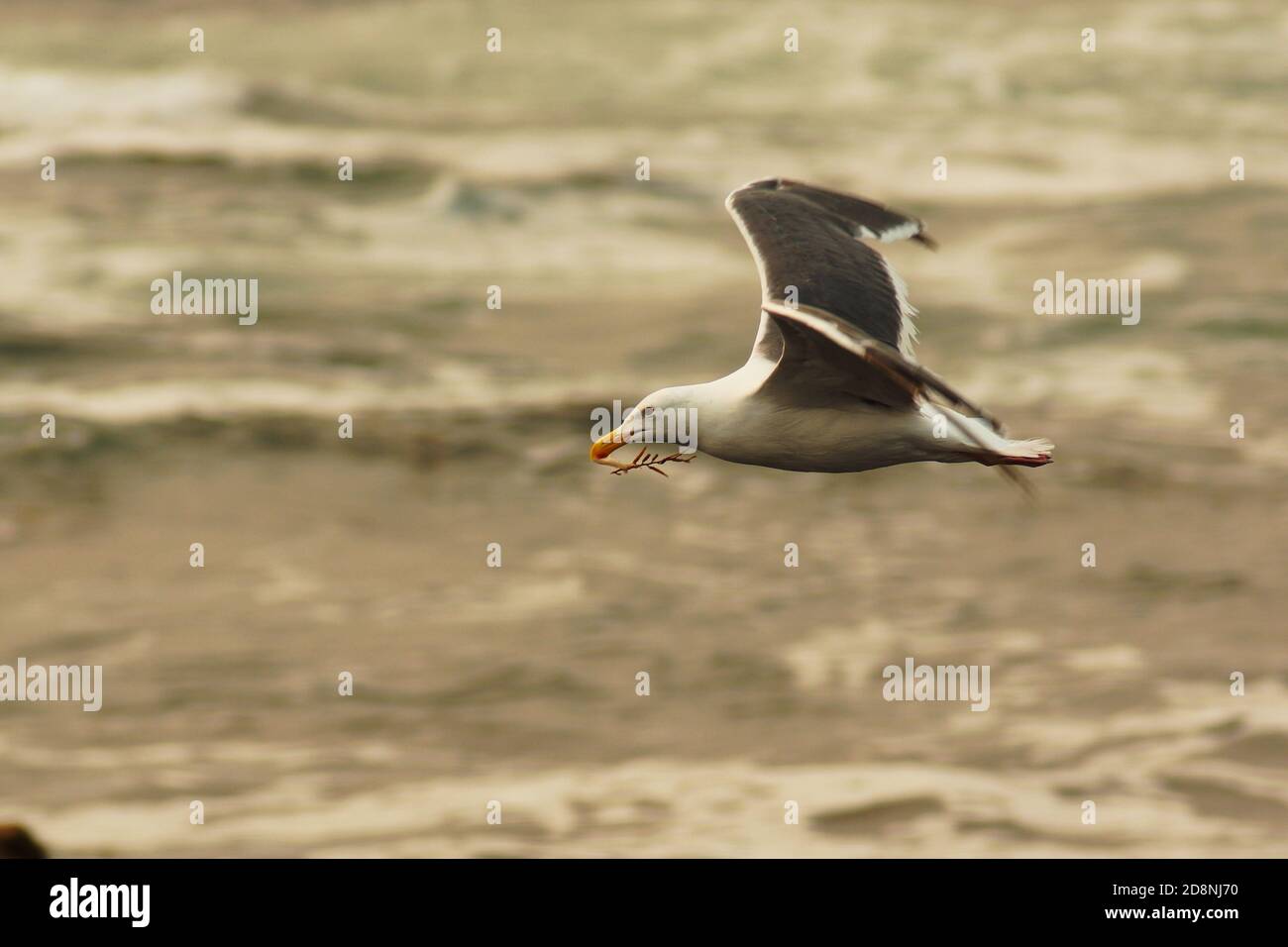 Seagull in Flight Stock Photo - Alamy
