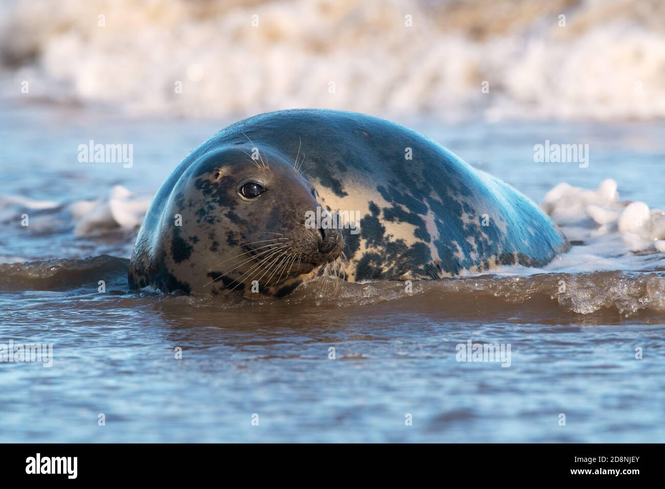 Female Atlantic Grey Seal (Halichoerus grypus) in the edge of the ocean ...