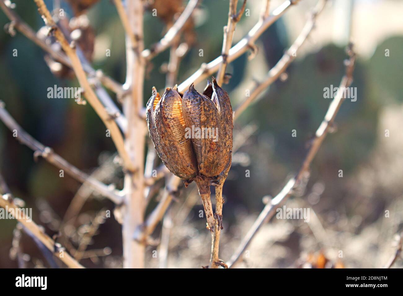 Soaptree yucca flower pod hi-res stock photography and images - Alamy