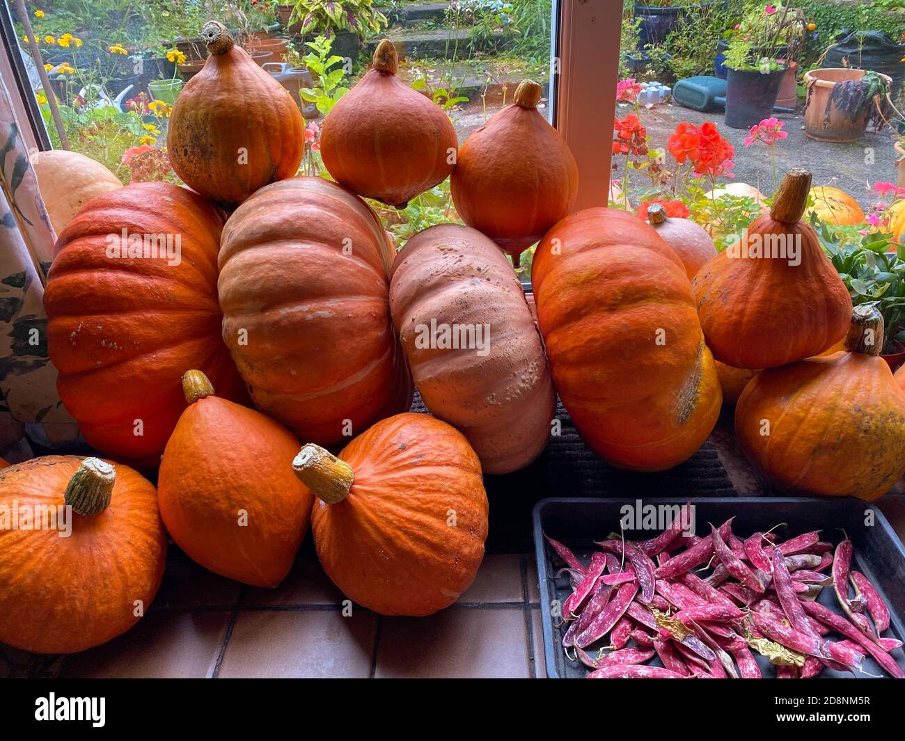 Rouge Vif d'Etampe pumpkins, potimarron squash and borlotti beans ...