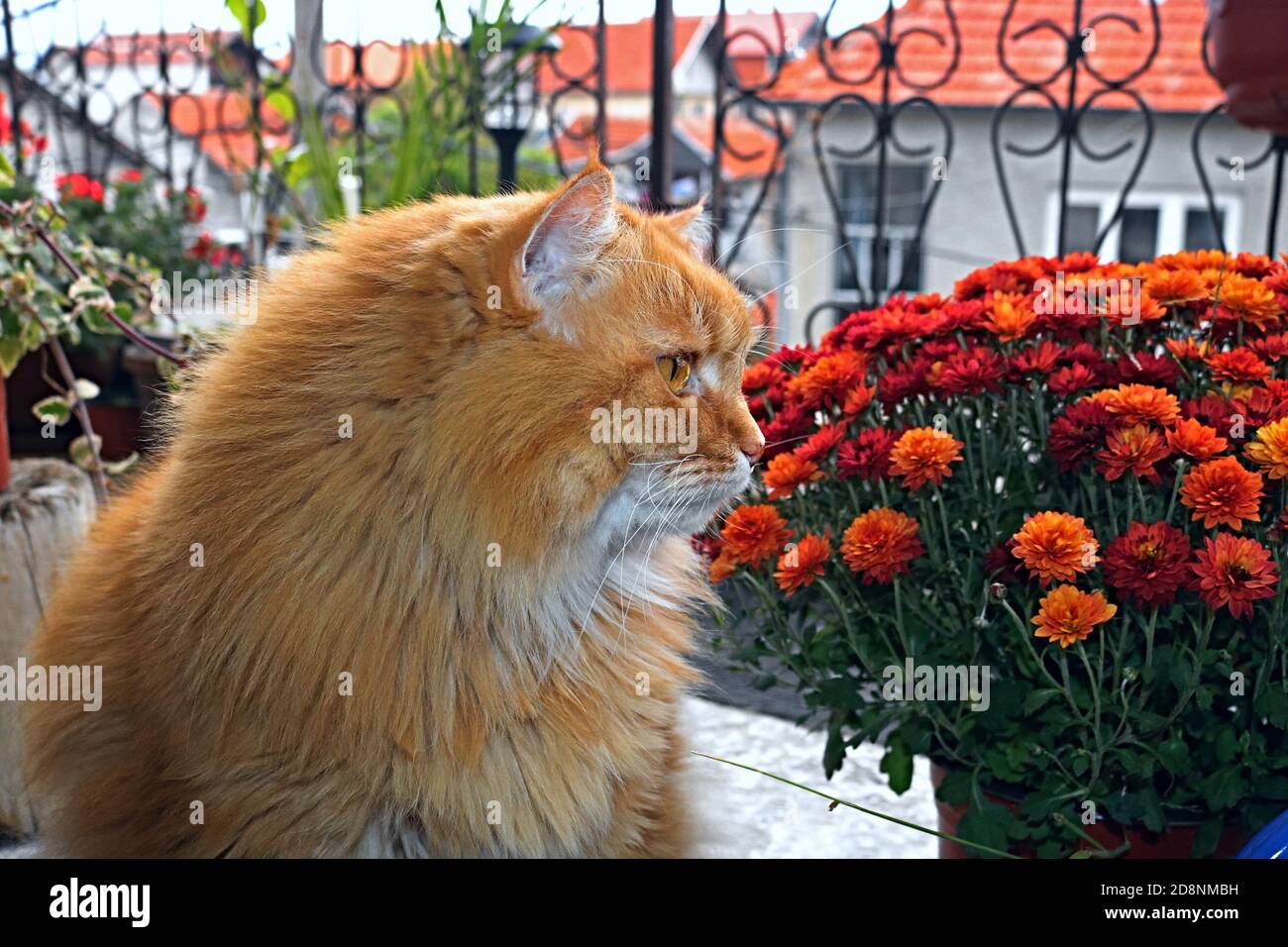Ginger fluffy cats smelling the flowers Stock Photo - Alamy