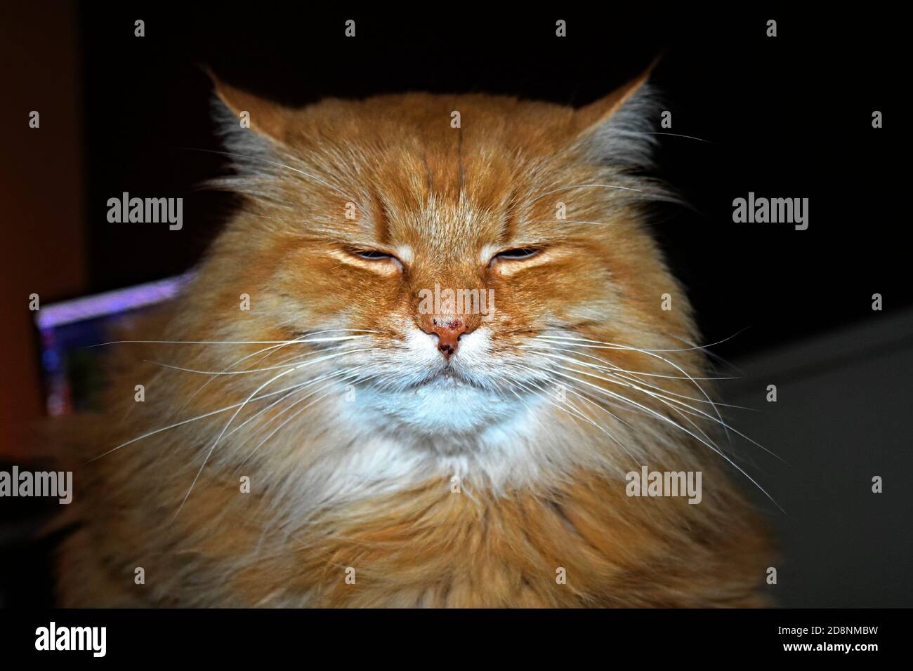 Ginger, fluffy smiling cat Stock Photo - Alamy
