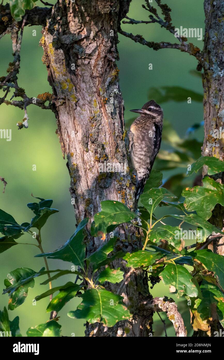 Adult female black woodpecker hi-res stock photography and images - Alamy
