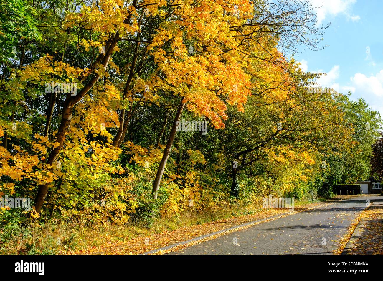 Spectacular autumn foliage in Bradford Road, Ellesmere Park, Eccles ...