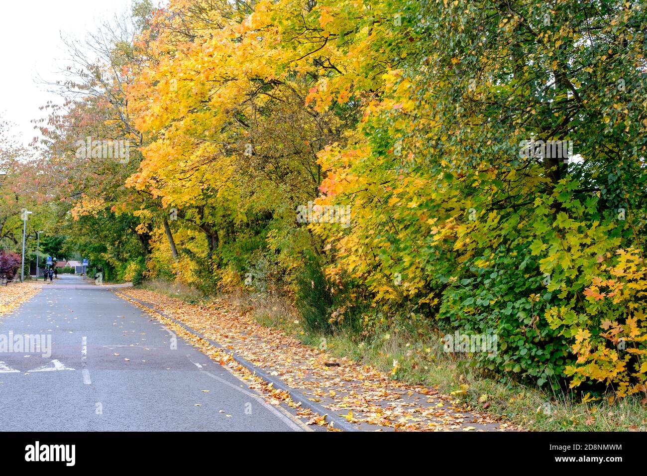 Spectacular autumn foliage in Bradford Road, Ellesmere Park, Eccles ...