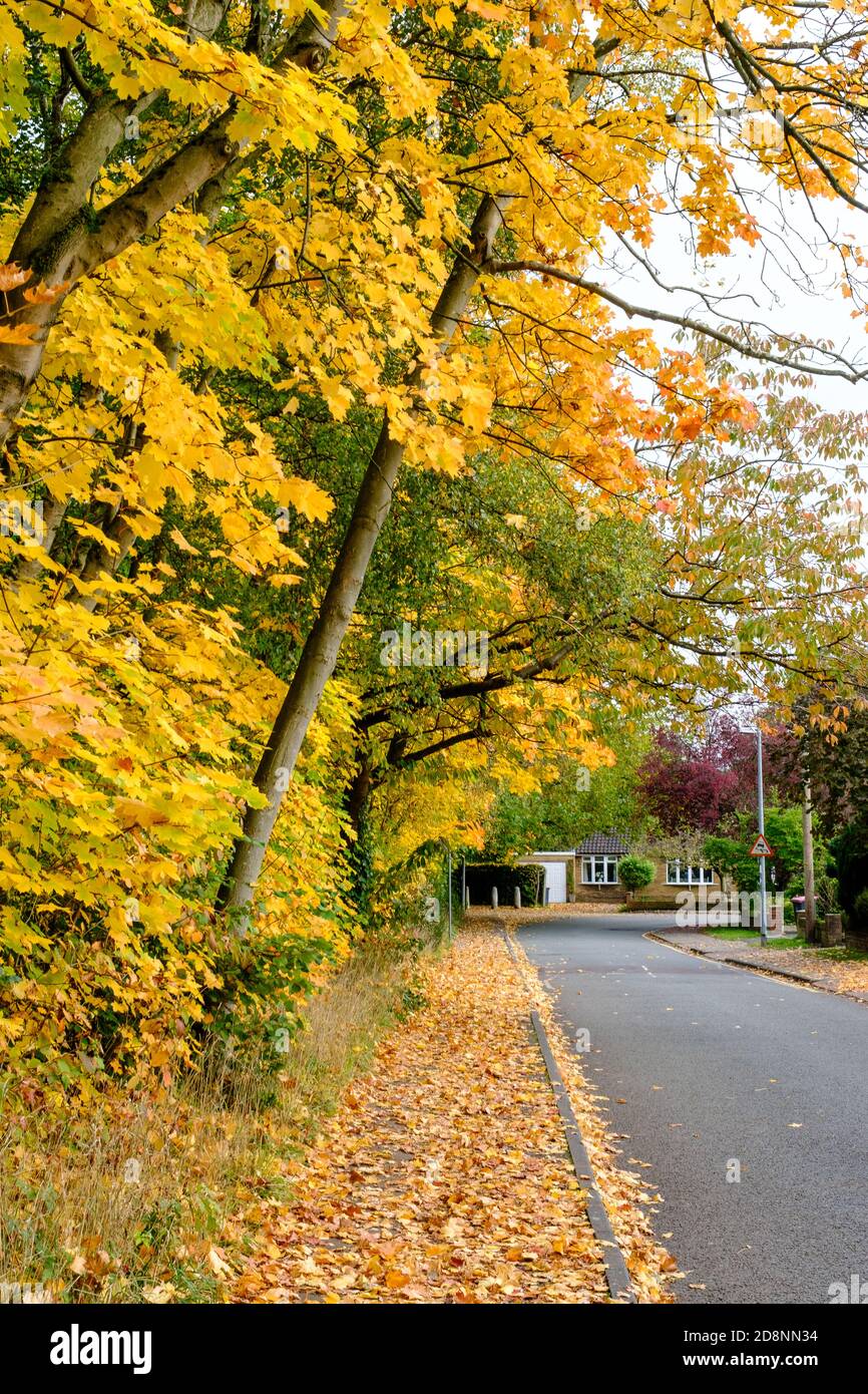 Spectacular autumn foliage in Bradford Road, Ellesmere Park, Eccles ...