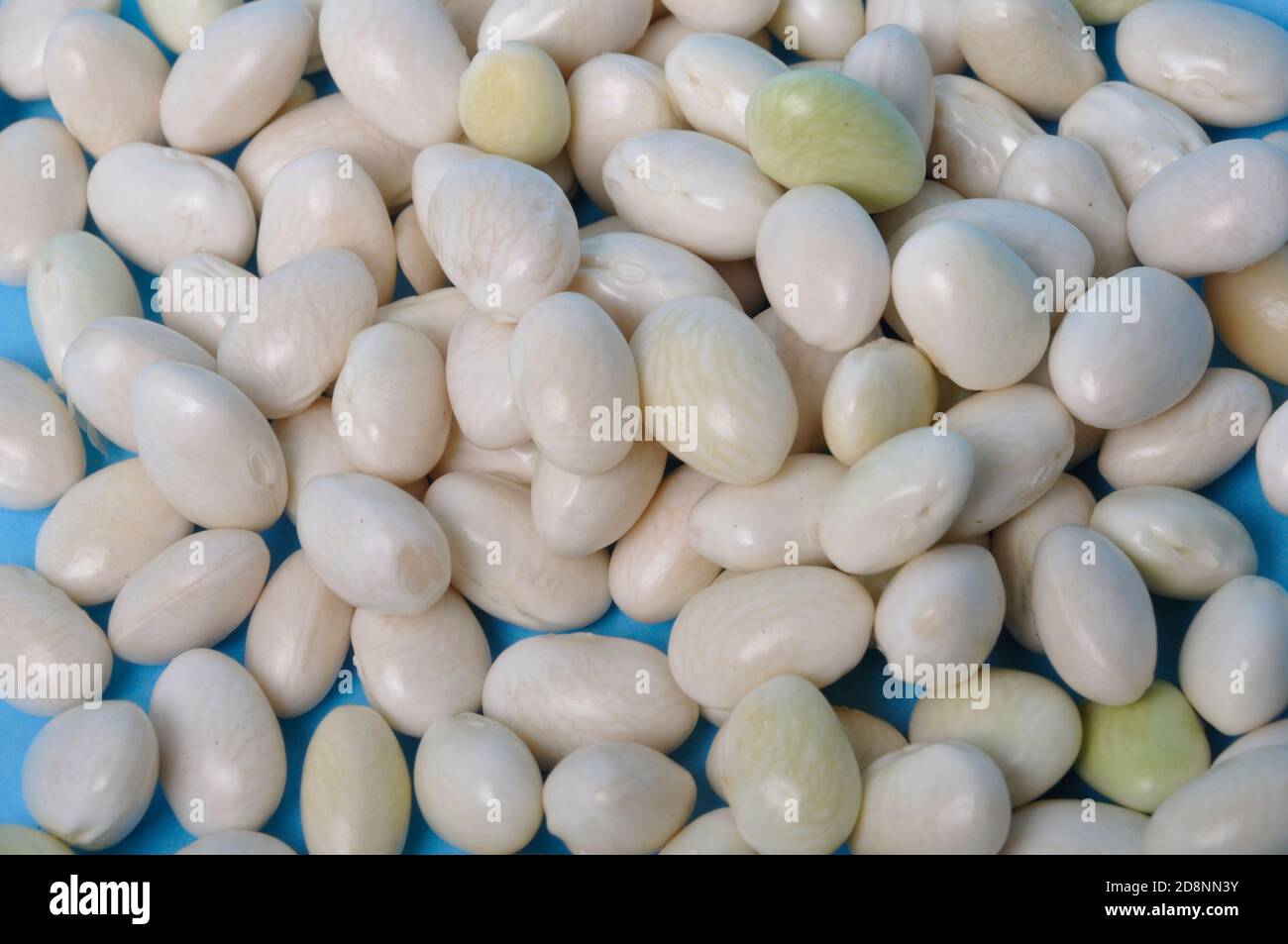 Coco paimpolais bean on a blue background Stock Photo - Alamy