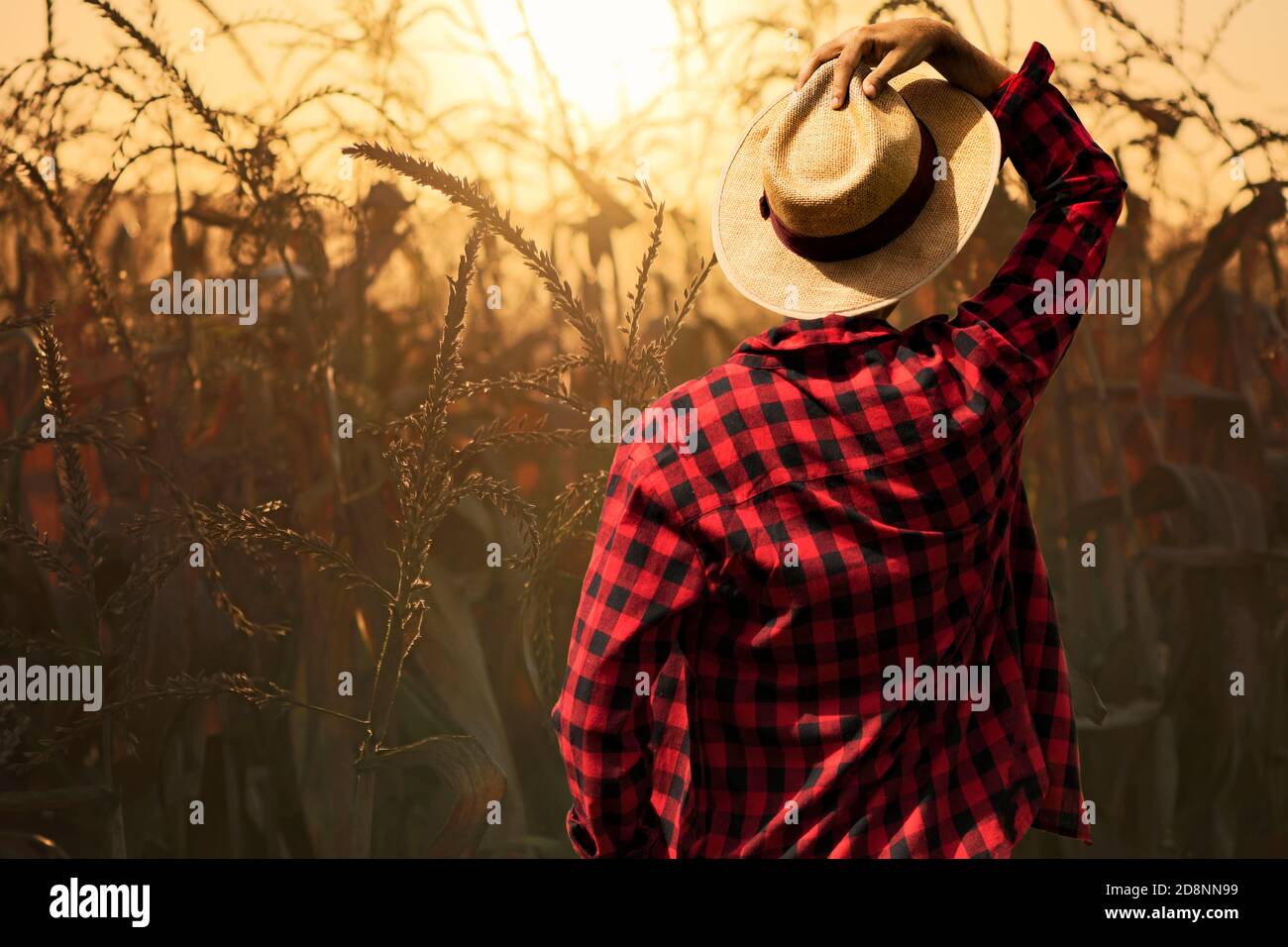 Farmer with hat looking the corn plantation field at sunset Stock Photo ...