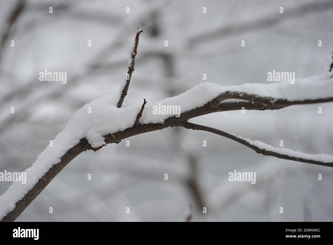 Snow on the branches Stock Photo - Alamy
