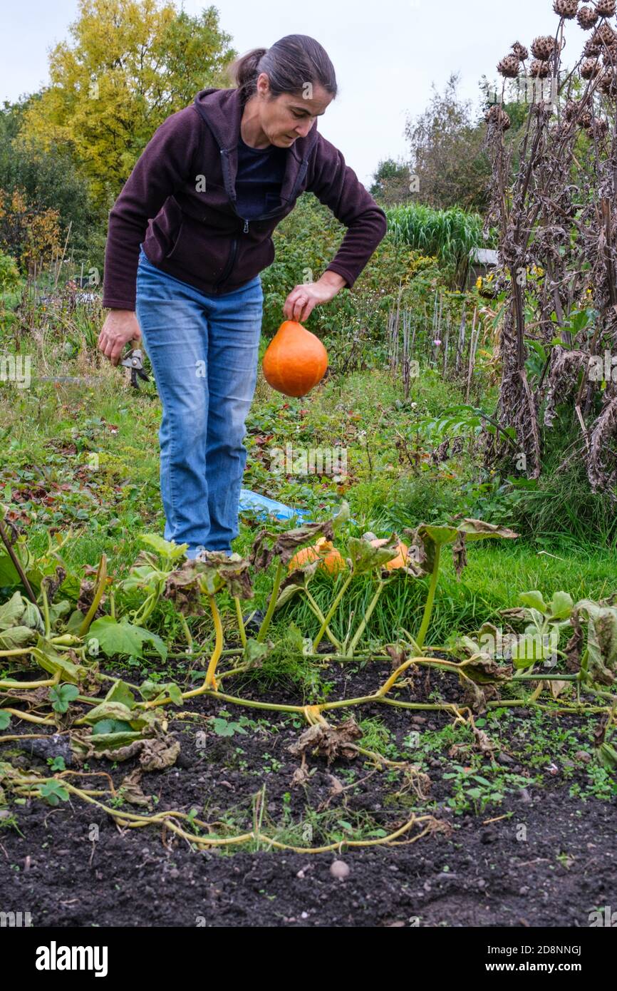 Woman harvesting Potimarron squash on an allotment Stock Photo - Alamy