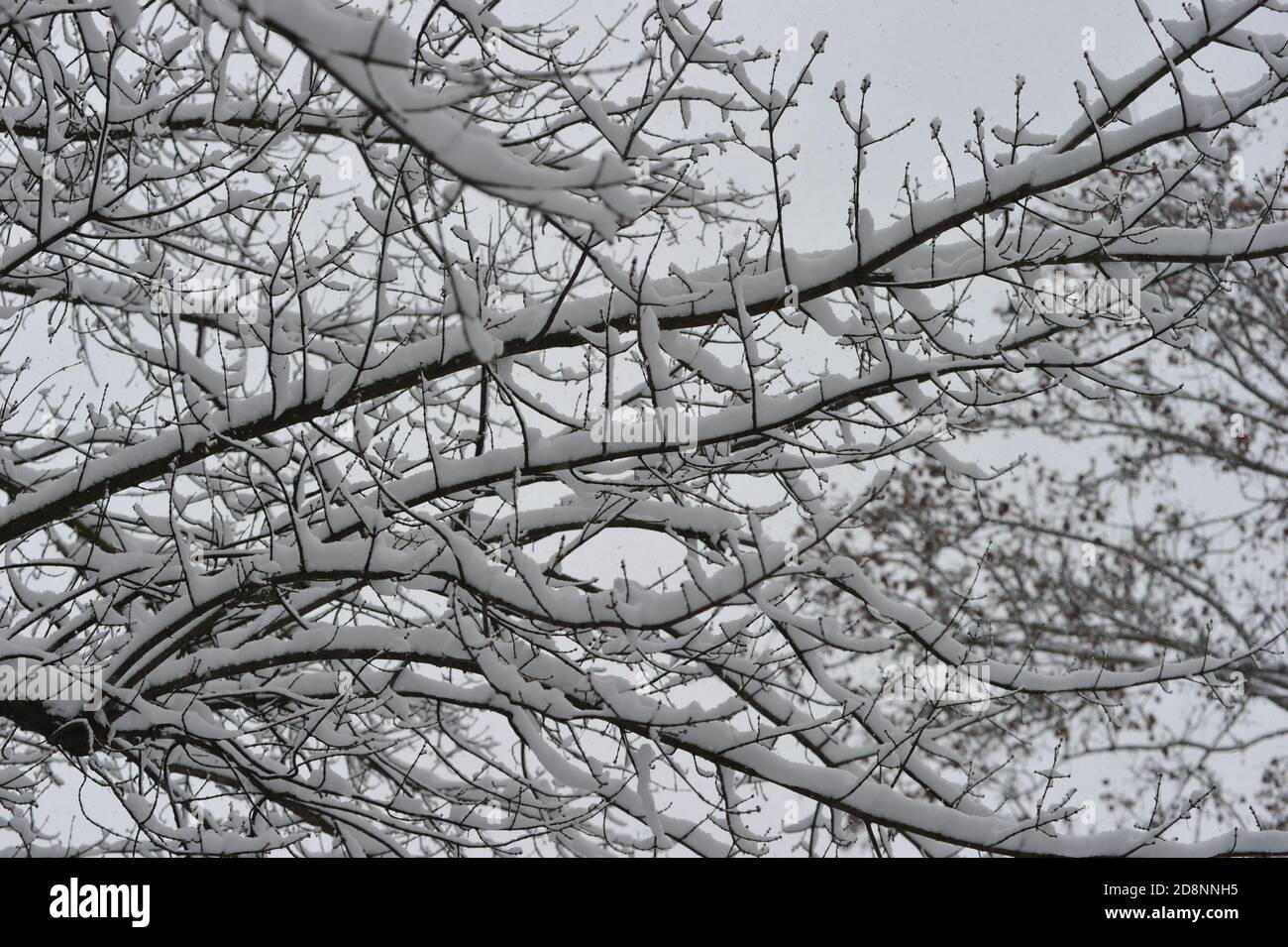Snow on the branches Stock Photo - Alamy