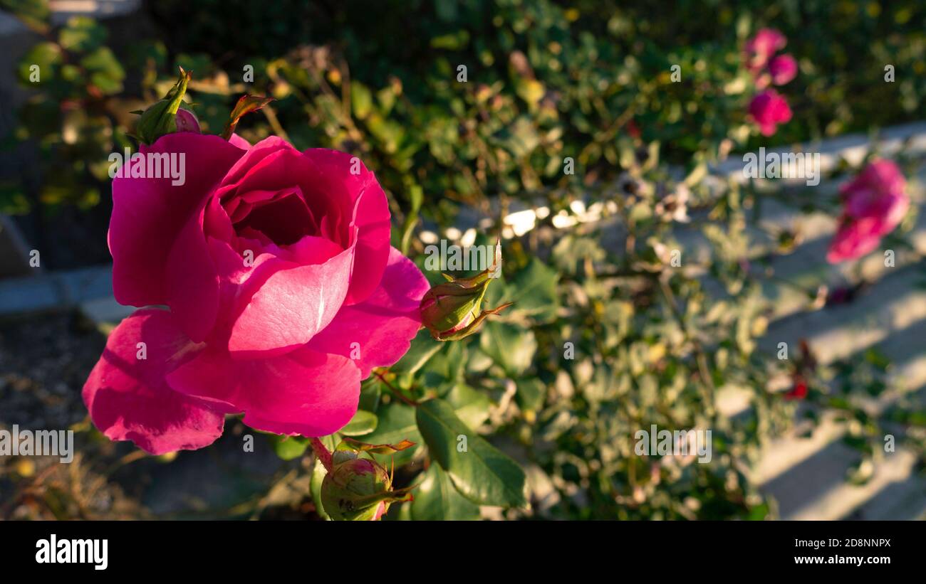 Garden with fresh pink roses Stock Photo - Alamy