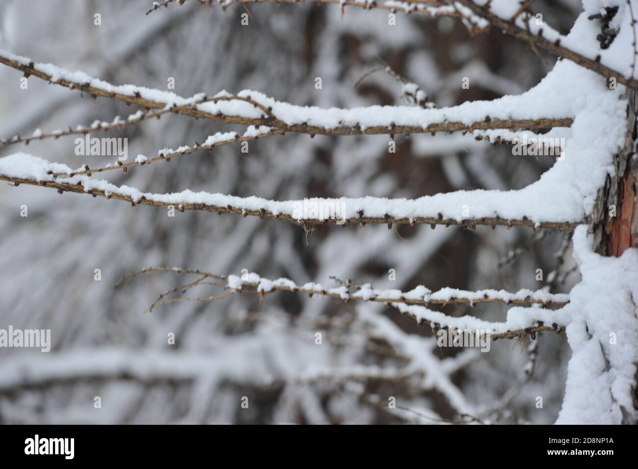 Snow on the branches Stock Photo - Alamy